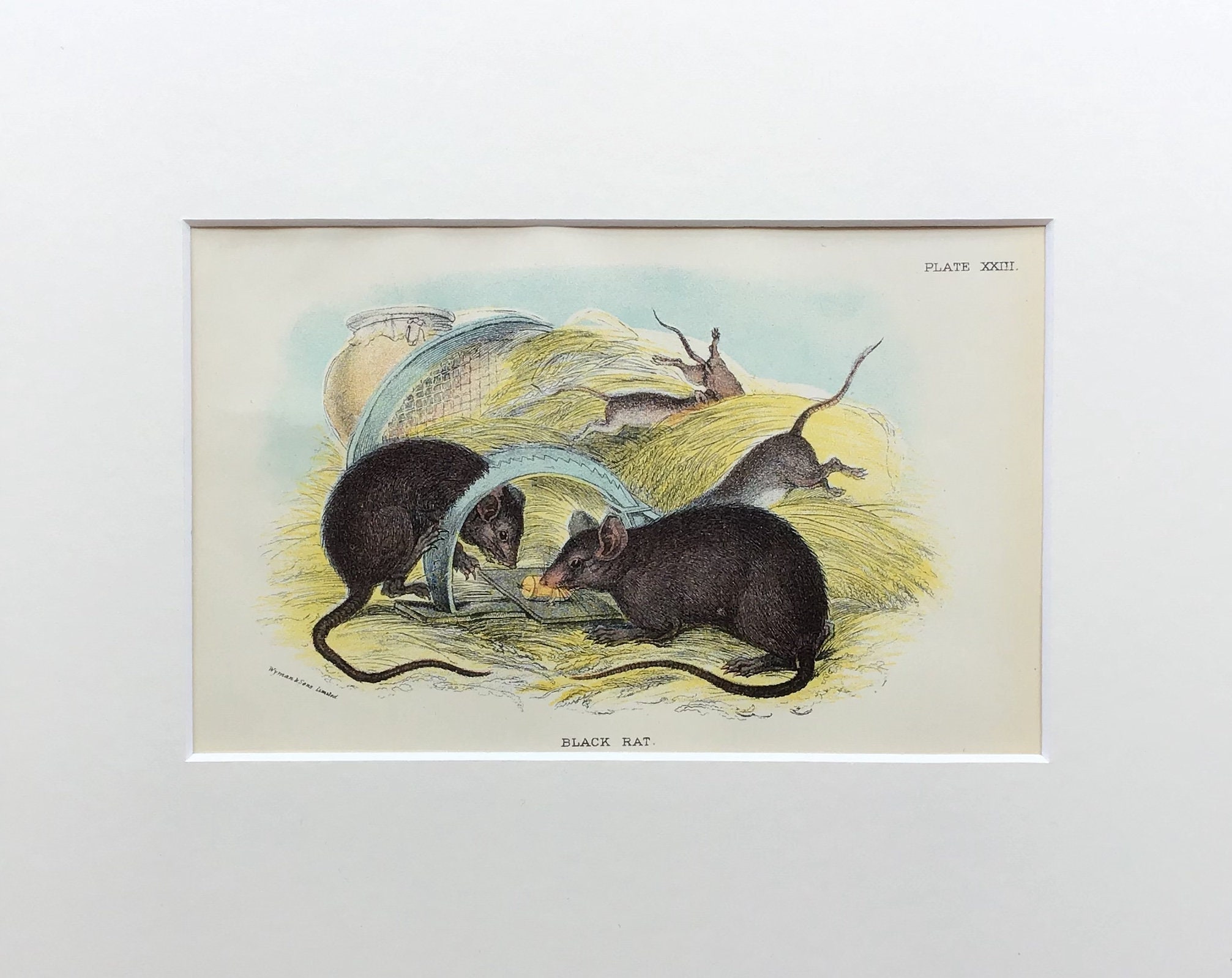 Antique Print. Rat Print Original Lithograph Old Print 1896 - Etsy UK