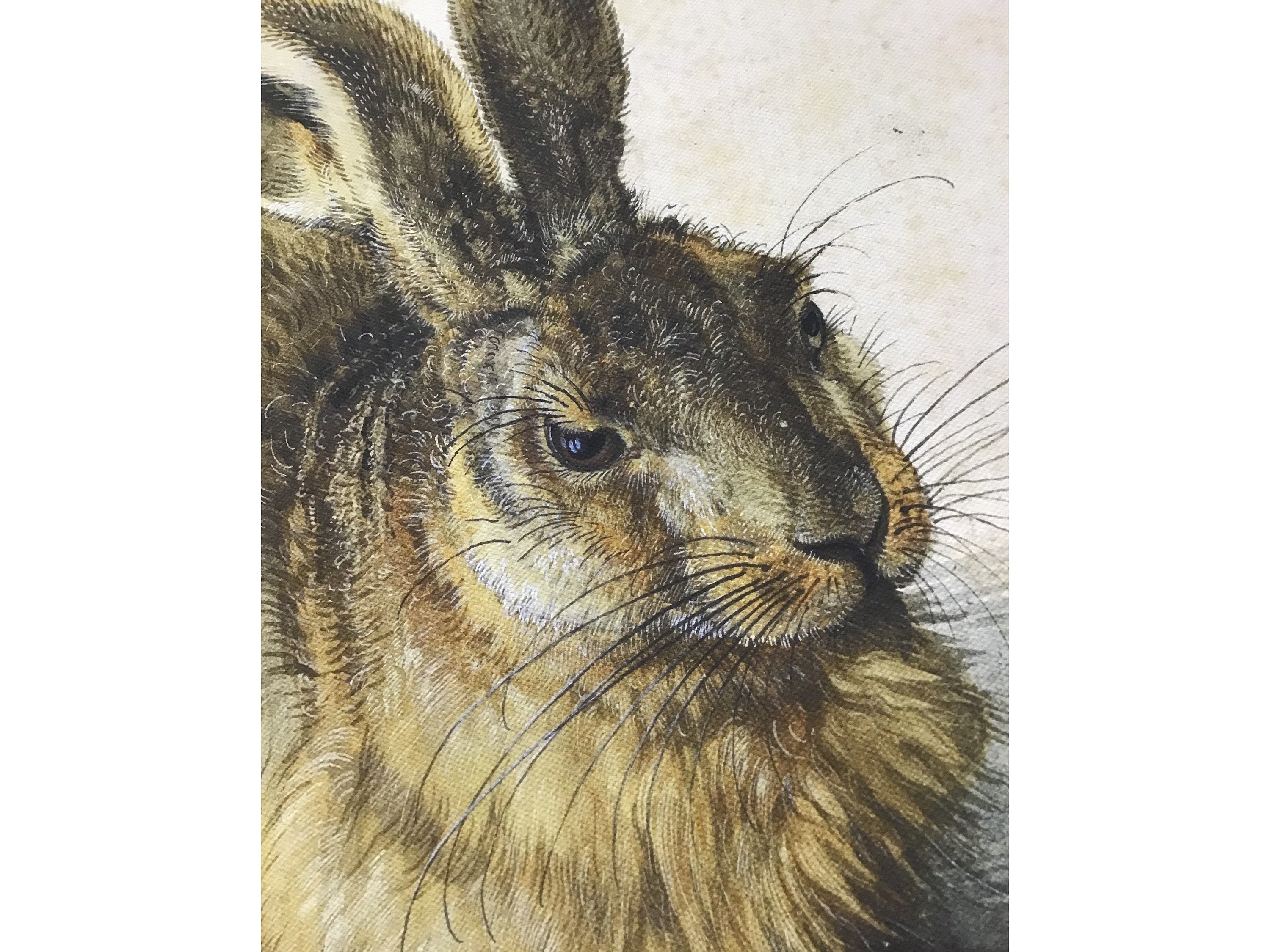 Antique Hare Print, Reproduction on Canvas, Large Canvas Print, 42x59 ...