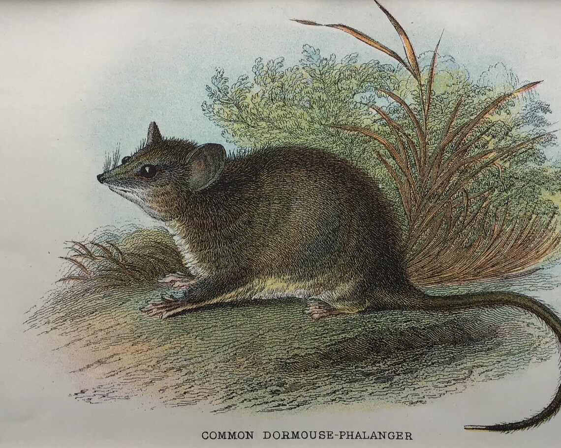 Antique Marsupial Print, the Common Dormouse Phalanger , Printed in ...