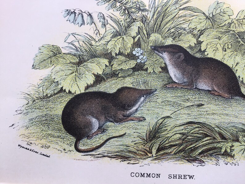 Antique Print, Shrew Print, Old Print From 1896, Original Lithograph ...