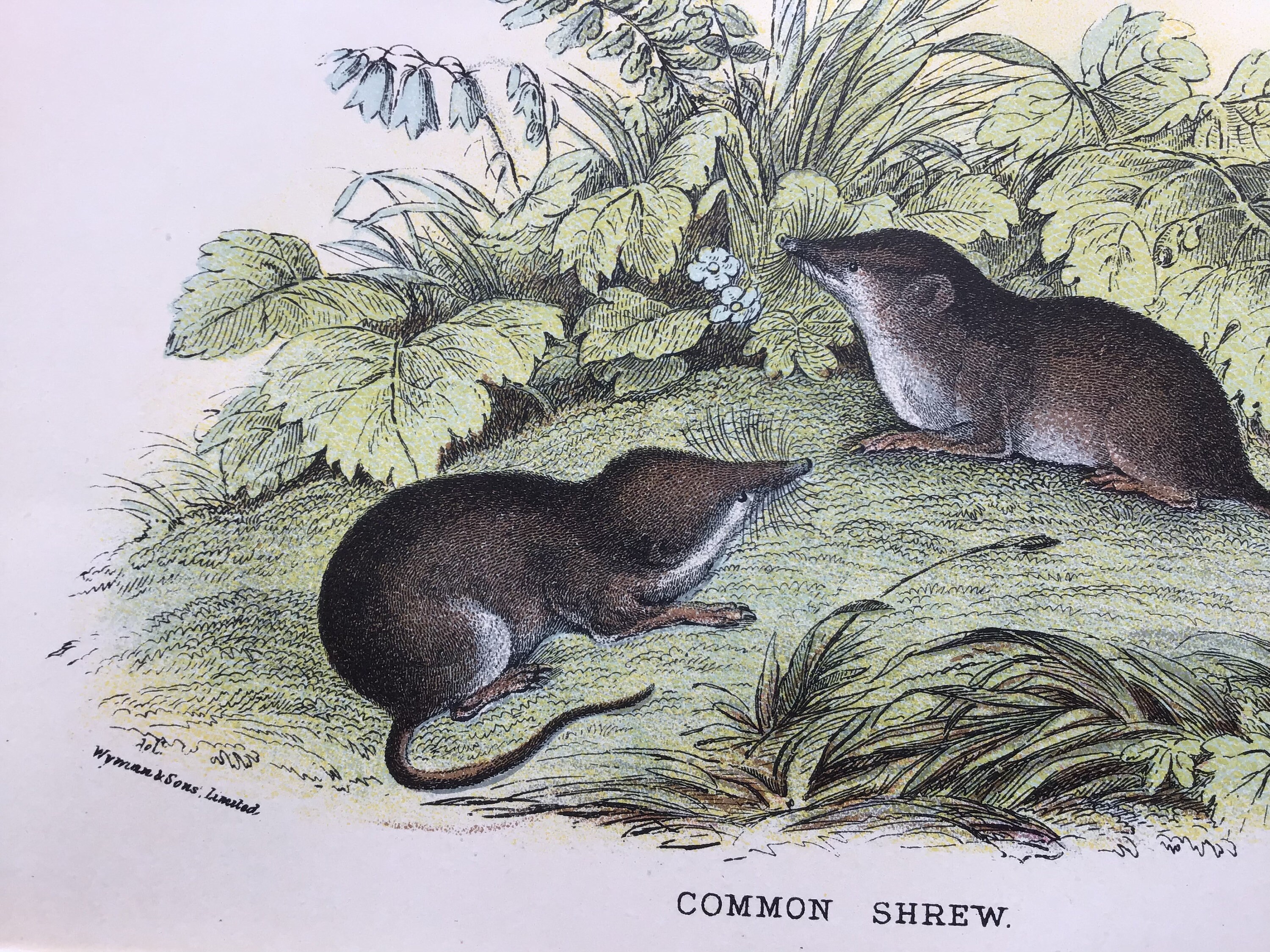 Antique Print, Shrew Print, Old Print From 1896, Original Lithograph, Mounted Print, Mammal ...