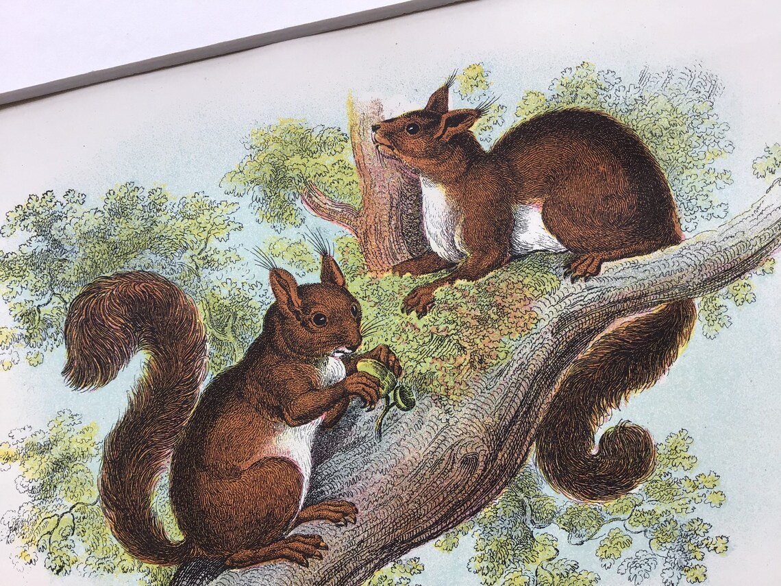 Antique Squirrel Print, Old Print From 1896, Original Lithograph ...
