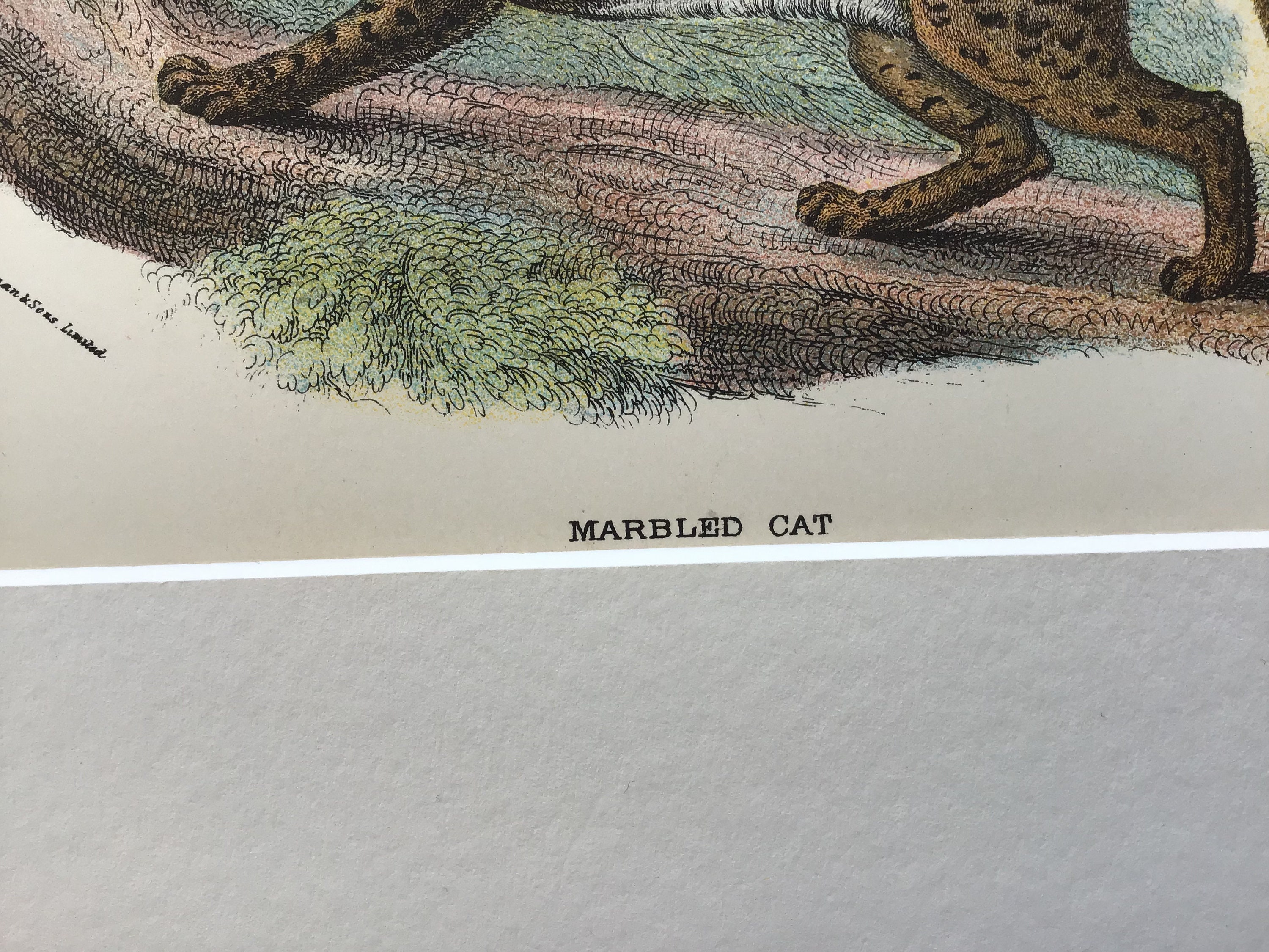 1896 Antique Print the Marbled Cat Original Print - Etsy