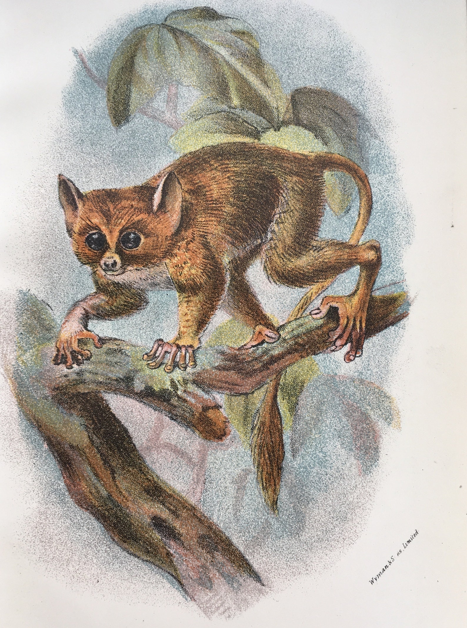 Antique Print, the Spectral Tarsier, Old Print, Monkey Print, Mounted ...