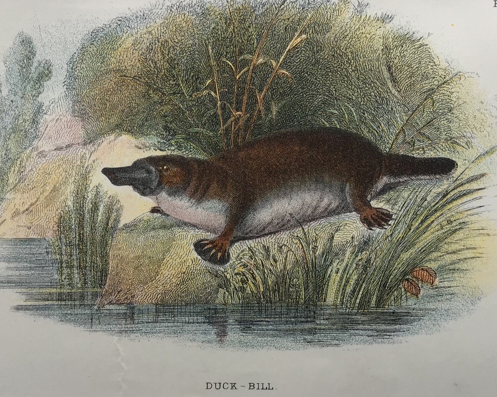 Antique Marsupial Print, the Duck Bill, Printed in 1896, Natural ...