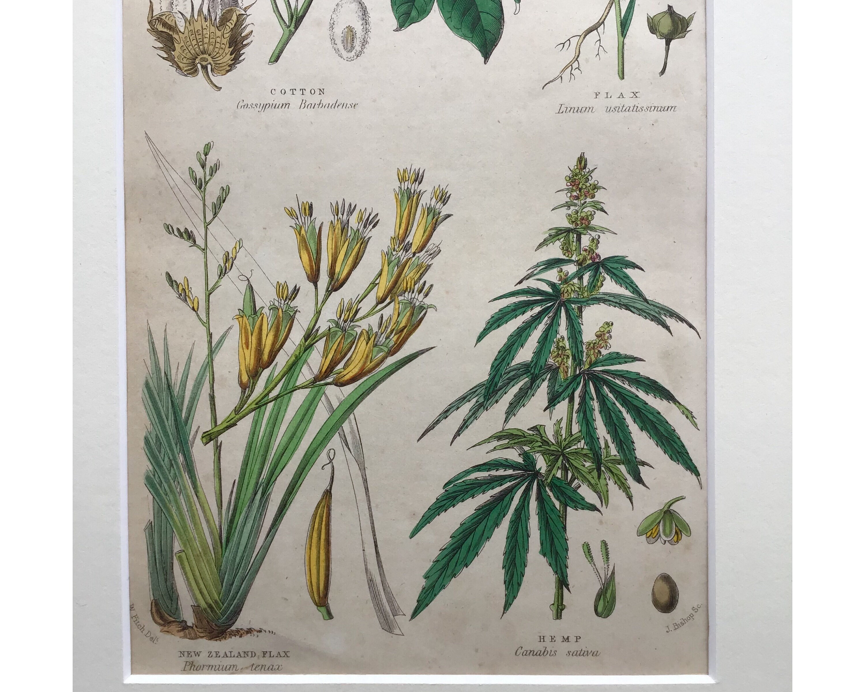 Antique Print 1866, Botanical Print, Plants Used in Clothing and ...