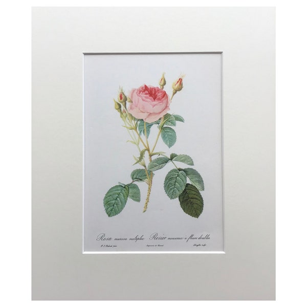 Antique Rose Print - Etsy