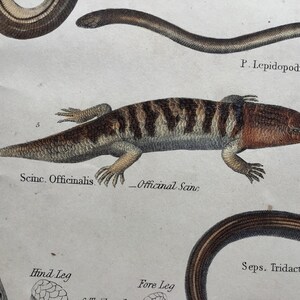 1803 Original Antique Lithograph, Antique Prints, Reptile Print ...