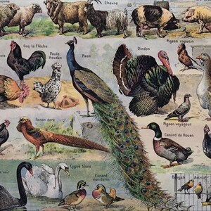 Antique French Print Domestic Animals From 1922 Domestiques Animaux ...