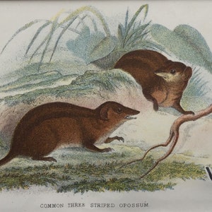 Antique Marsupial Print, Common Tree Striped Opossum,original, Printed ...