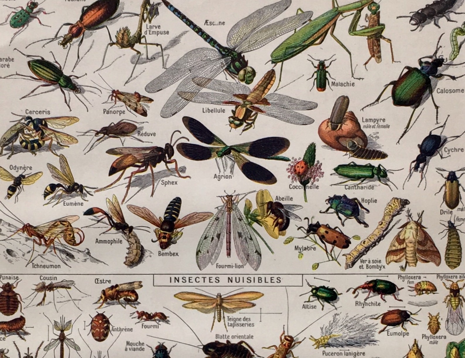 Antique French Print from 1922 Insect Print Dragon Fly - Etsy