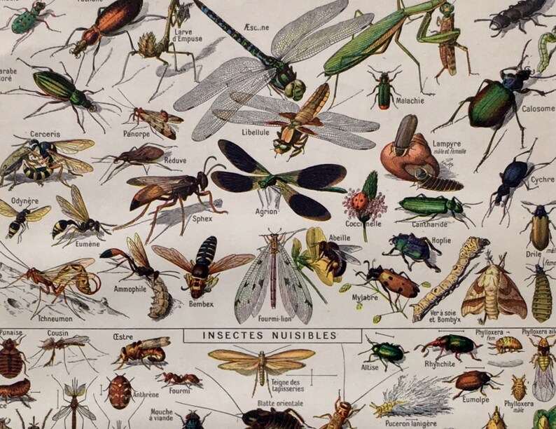 Antique French Print from 1922 Insect Print Dragon Fly - Etsy