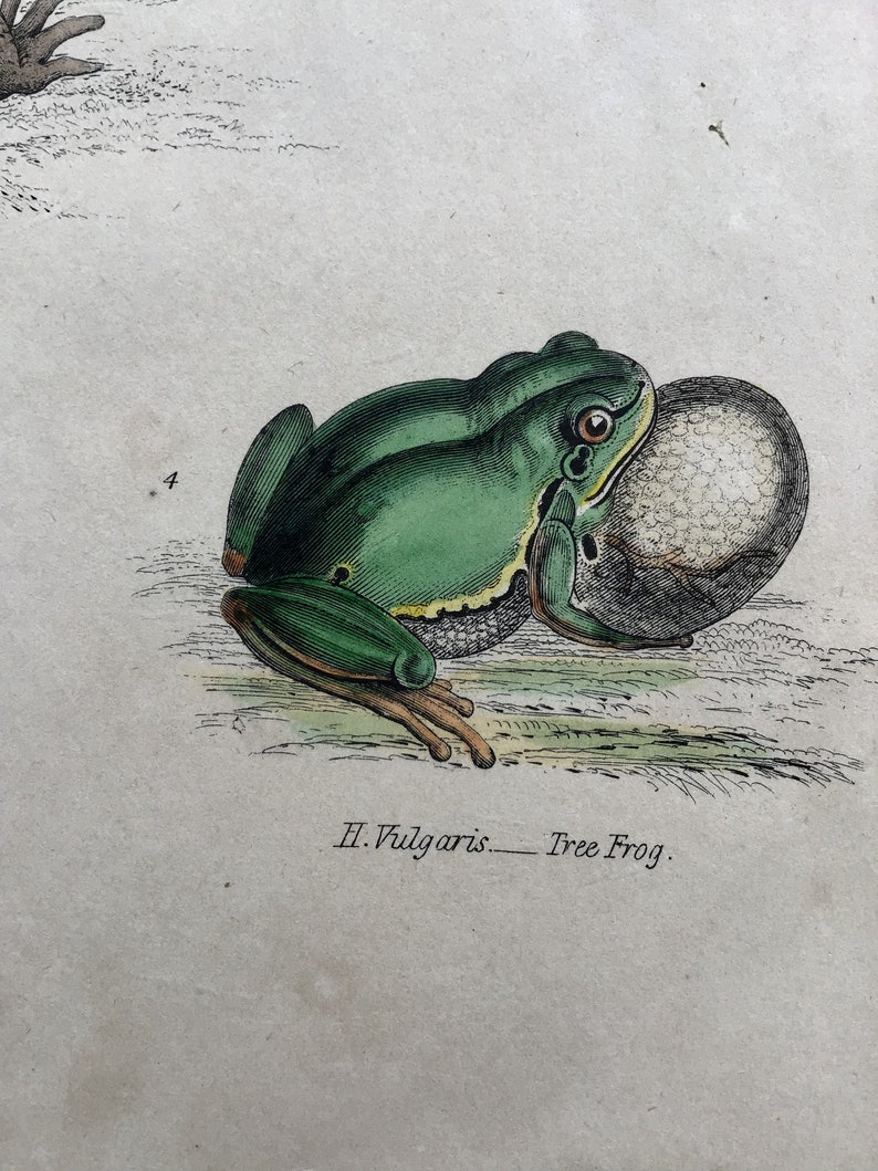 1803 Original Antique Lithograph, Antique Prints ,frog Print ...