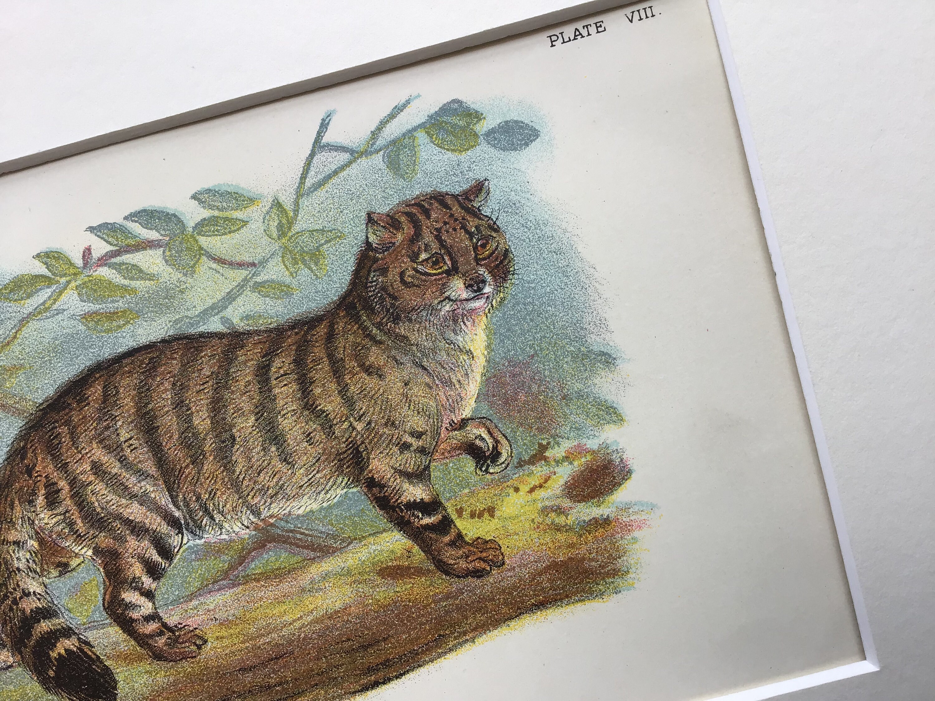 Antique Print, Wildcat Print, Old Print 1896, Mounted Print, Mammal ...