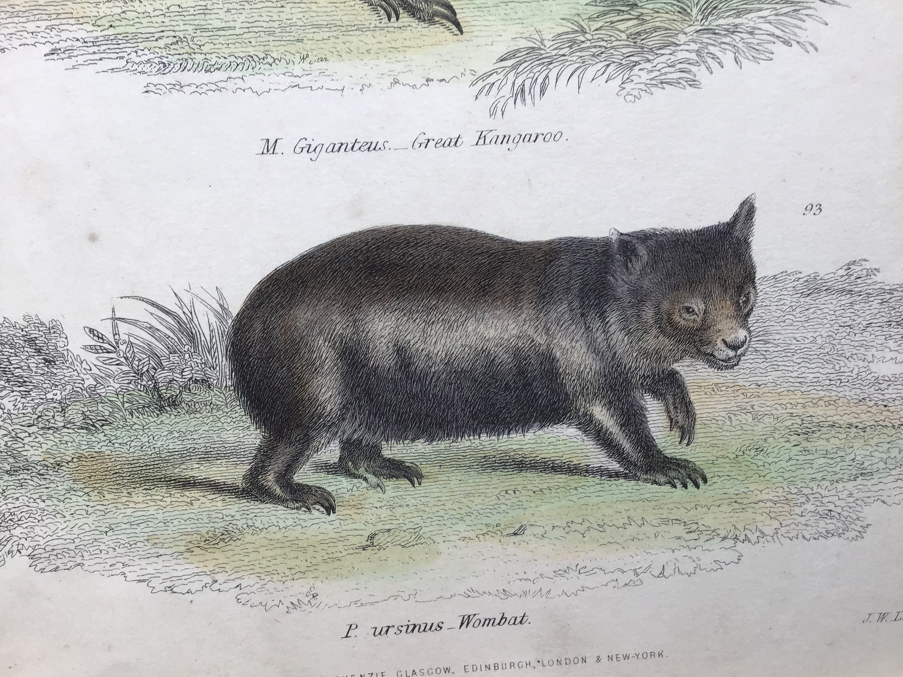 1803 Mammalia Print ,kangaroo Wombat ,antique Print ,lithograph Mounted ...