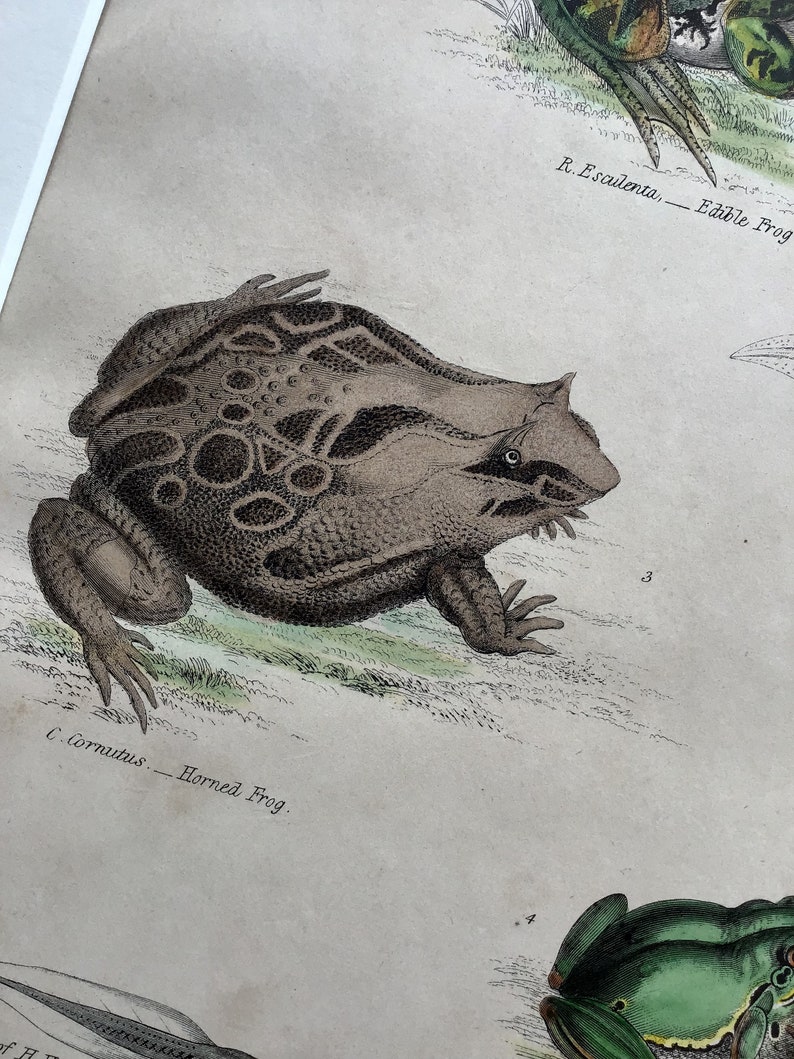 1803 Original Antique Lithograph, Antique Prints ,frog Print ...