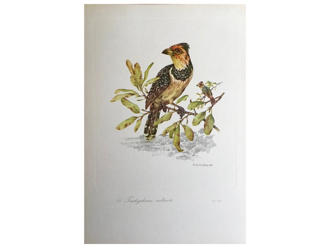 1959, Large Bird Print, 34x24 Cm Vintage Print, Large Print, Antique ...