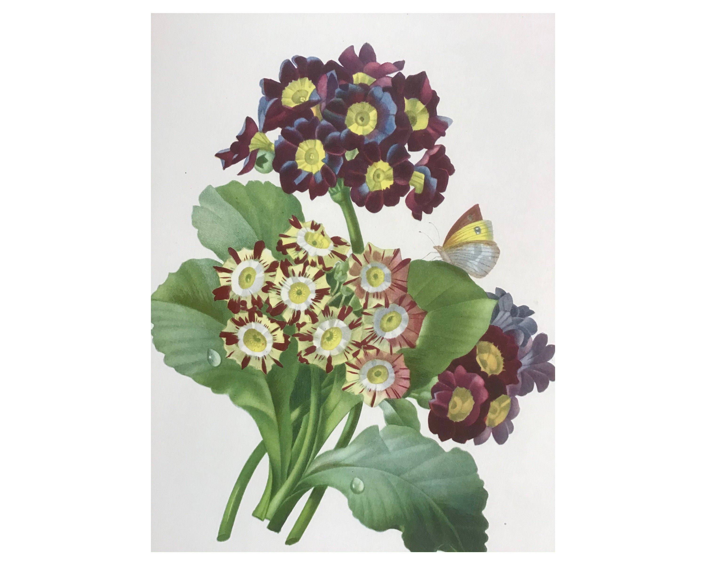 1955 Original French Print French Flower Print Redoute - Etsy