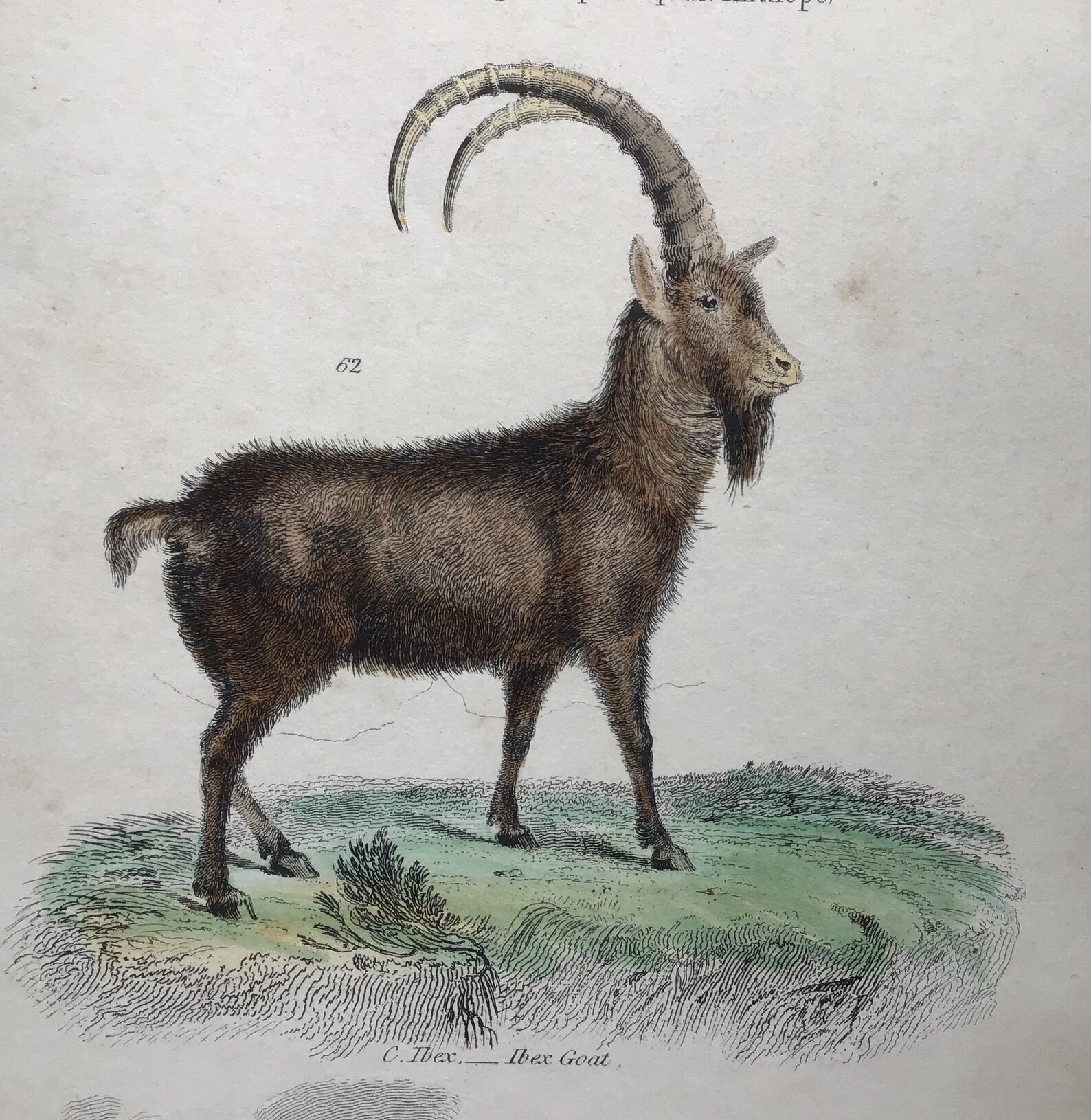 1803 Antique Print, 1803 Mammalia Skeleton Print Ibex, Gnu, Antelope ...