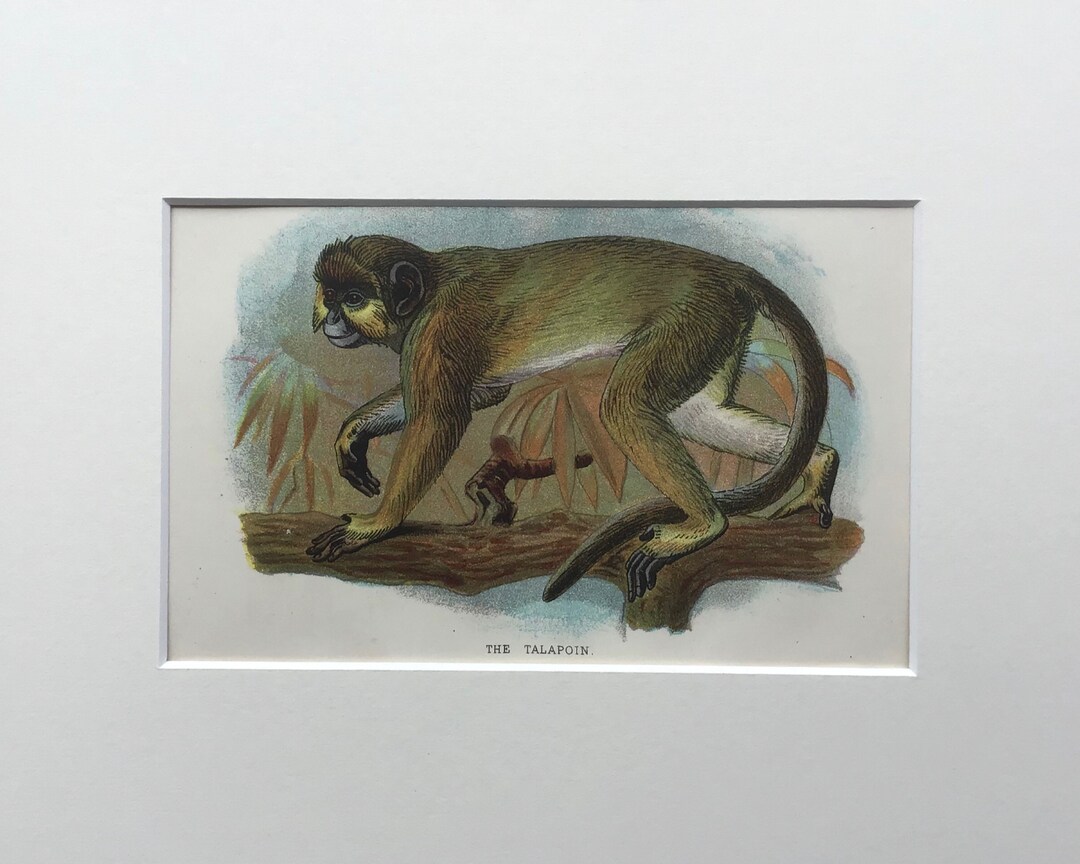 1894 Original Antique Print, the Talapoin, Old Print, Original ...