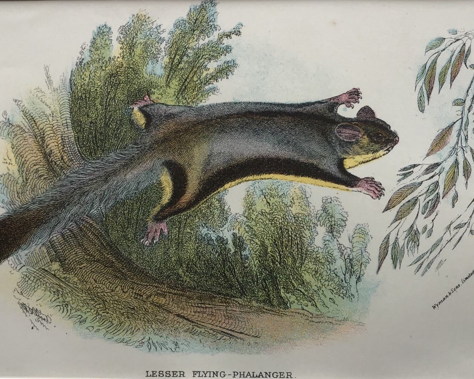 Antique Marsupial Print, Lesser Flying - Phalanger , Printed in 1896 ...