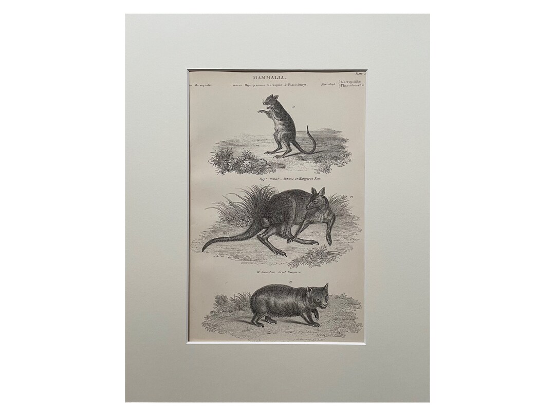 1860 Antique Original Print ,kangaroo, Wombat, Monochrome,11x14”, 1860 ...