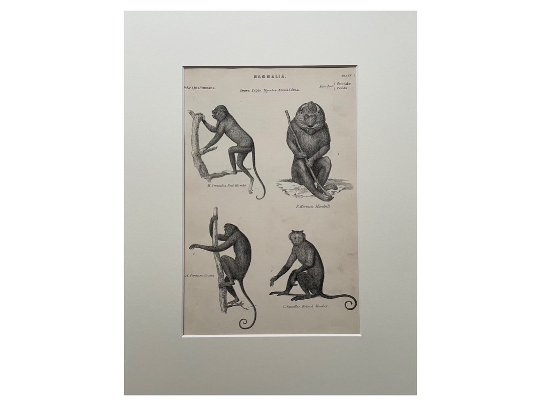 1860 Antique Original Print, Mammalia, Monkey Print, 11x14, Mounted ...