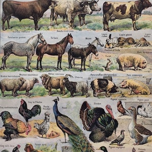 Antique French Print Domestic Animals From 1922 Domestiques Animaux ...
