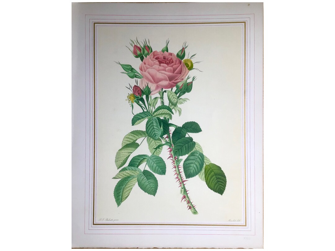 1951, French Rose Print, Large Print (41x32cm) Redoute, Paris, French ...