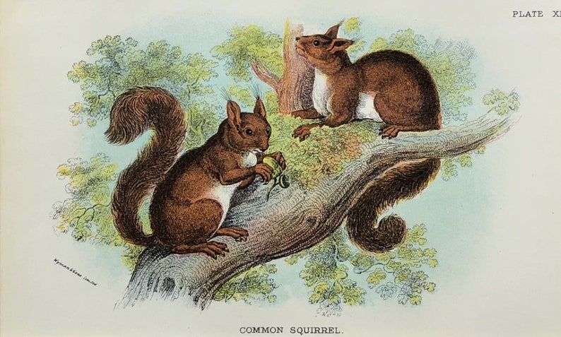 Antique Squirrel Print, Old Print From 1896, Original Lithograph ...