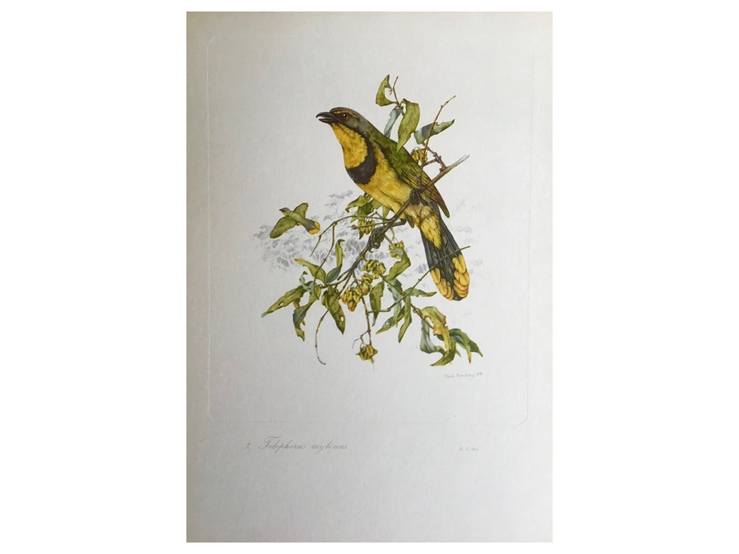 1959, Large Bird Print, (34x24 Cm) Vintage Print, Large Print, Antique ...