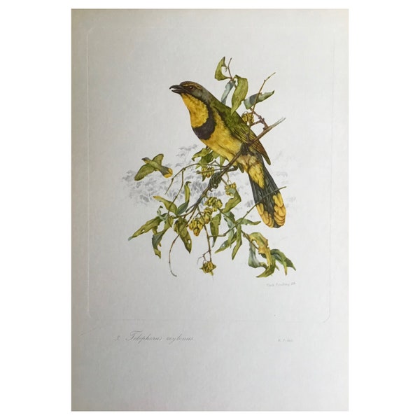 Antique Old Bird Art - Etsy