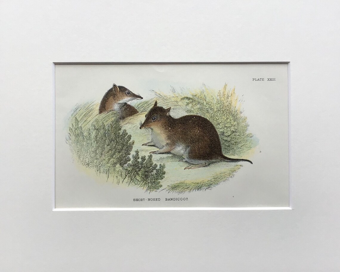 Antique Marsupial Print, the Short Nosed Bandicoot , Printed in 1896 ...