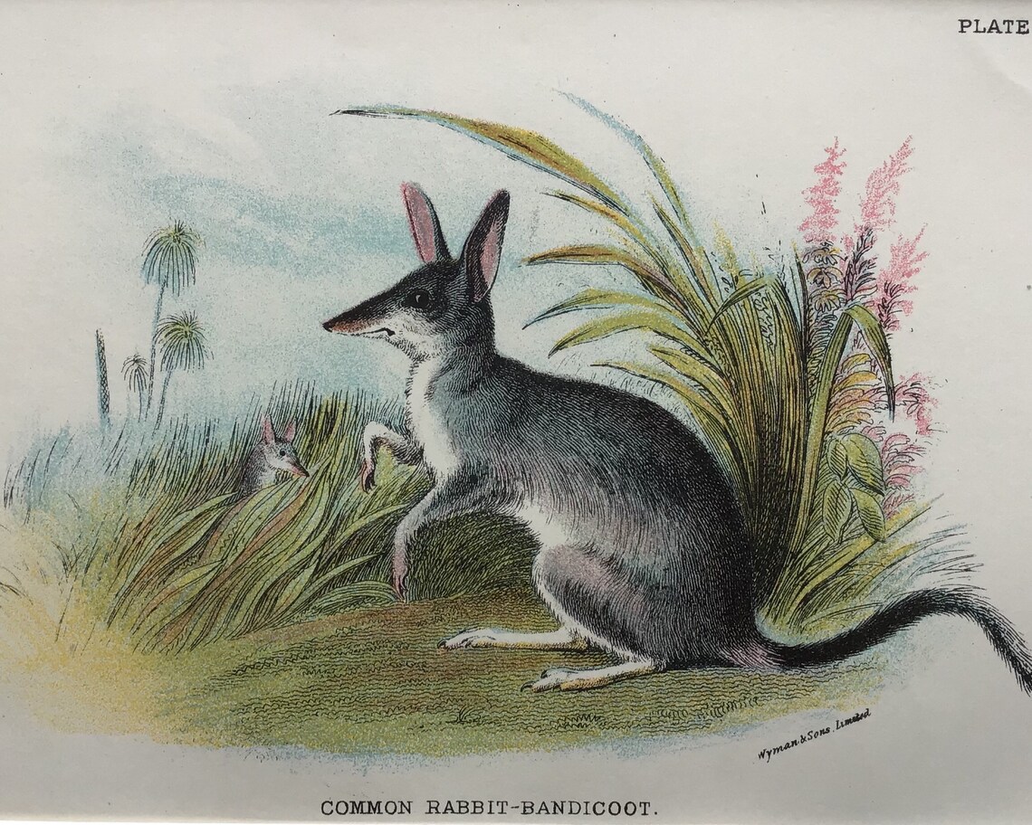 Antique Marsupial Print, the Common Rabbit Bandicoot, Printed in 1896 ...