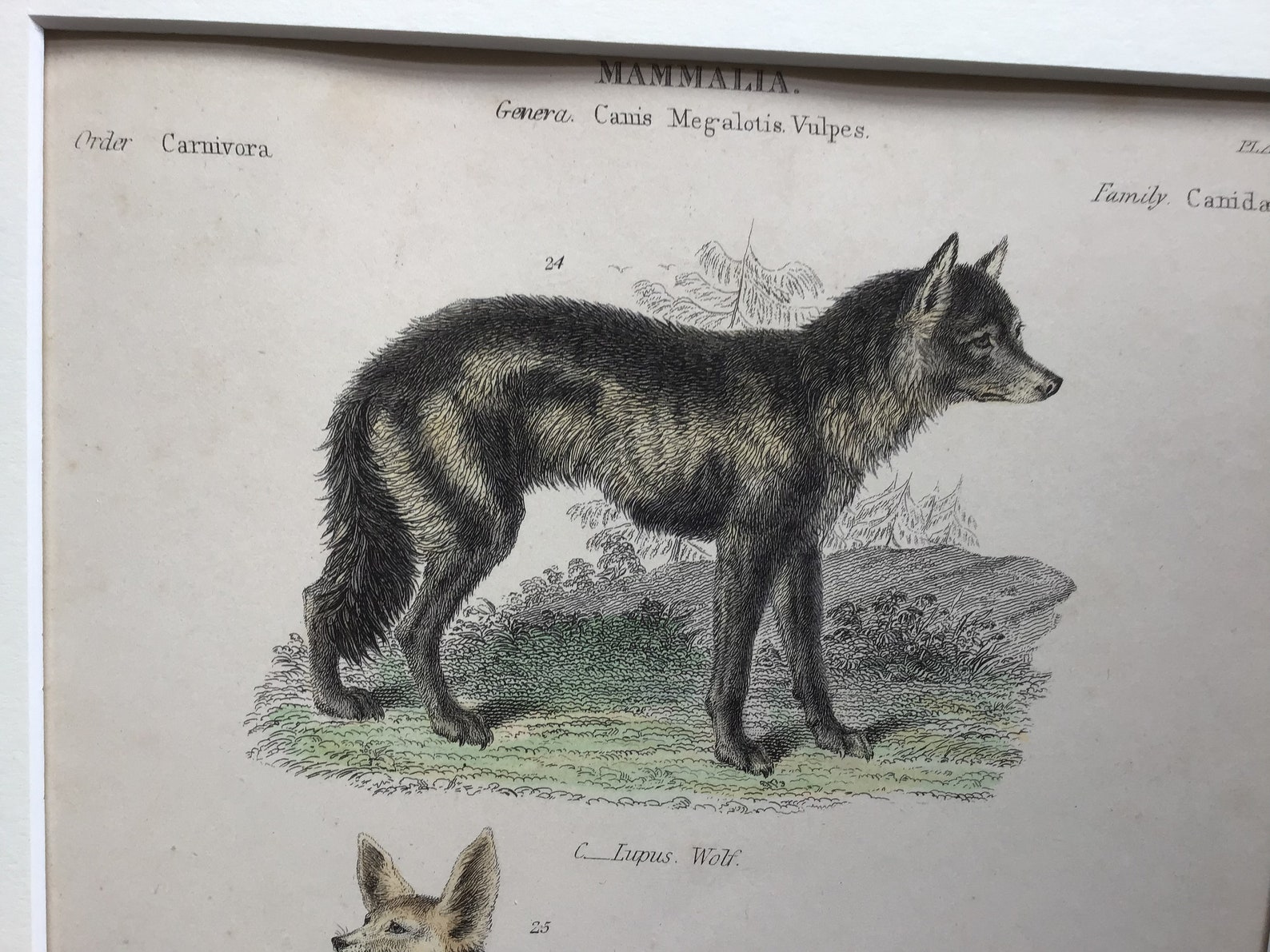 Antique Print 1803 Wolf Fox old Original Mammal Print hand - Etsy