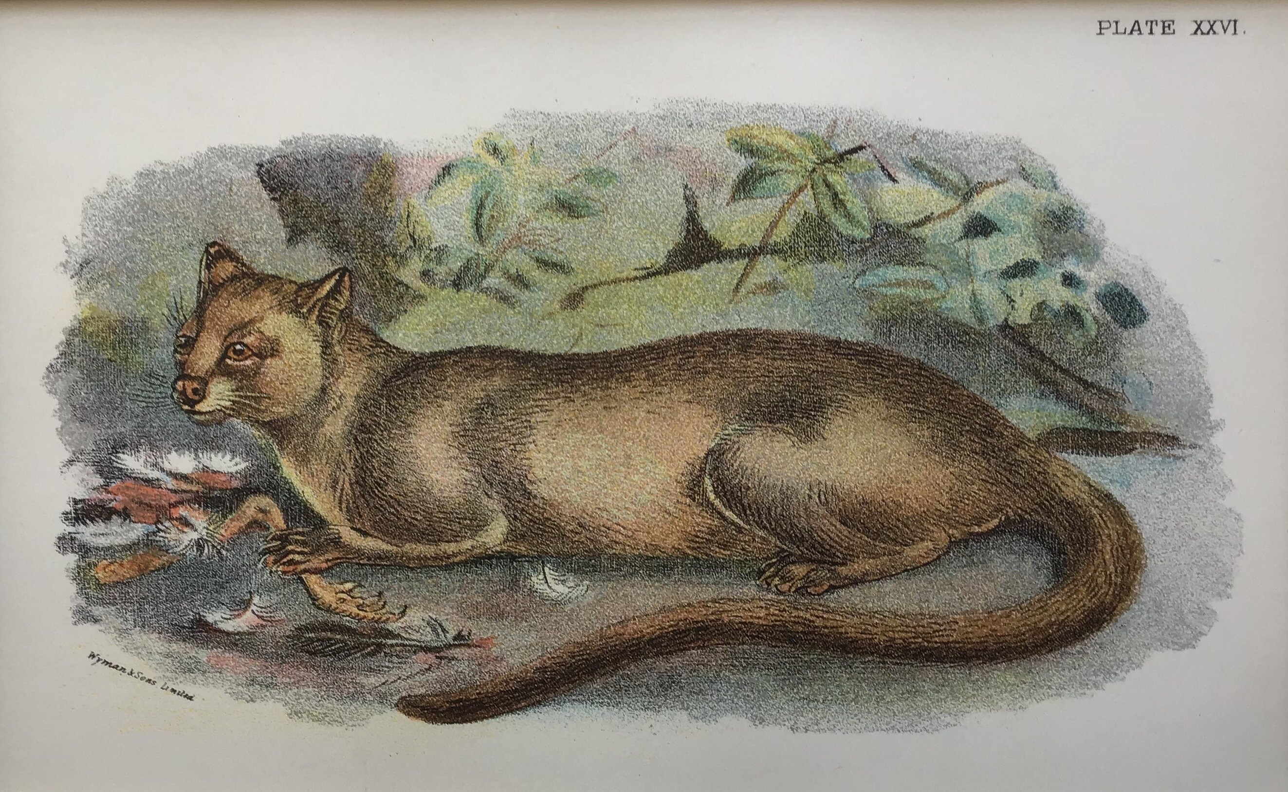 1896 Antique Print the Fossa Mounted Print Ready to Frame - Etsy