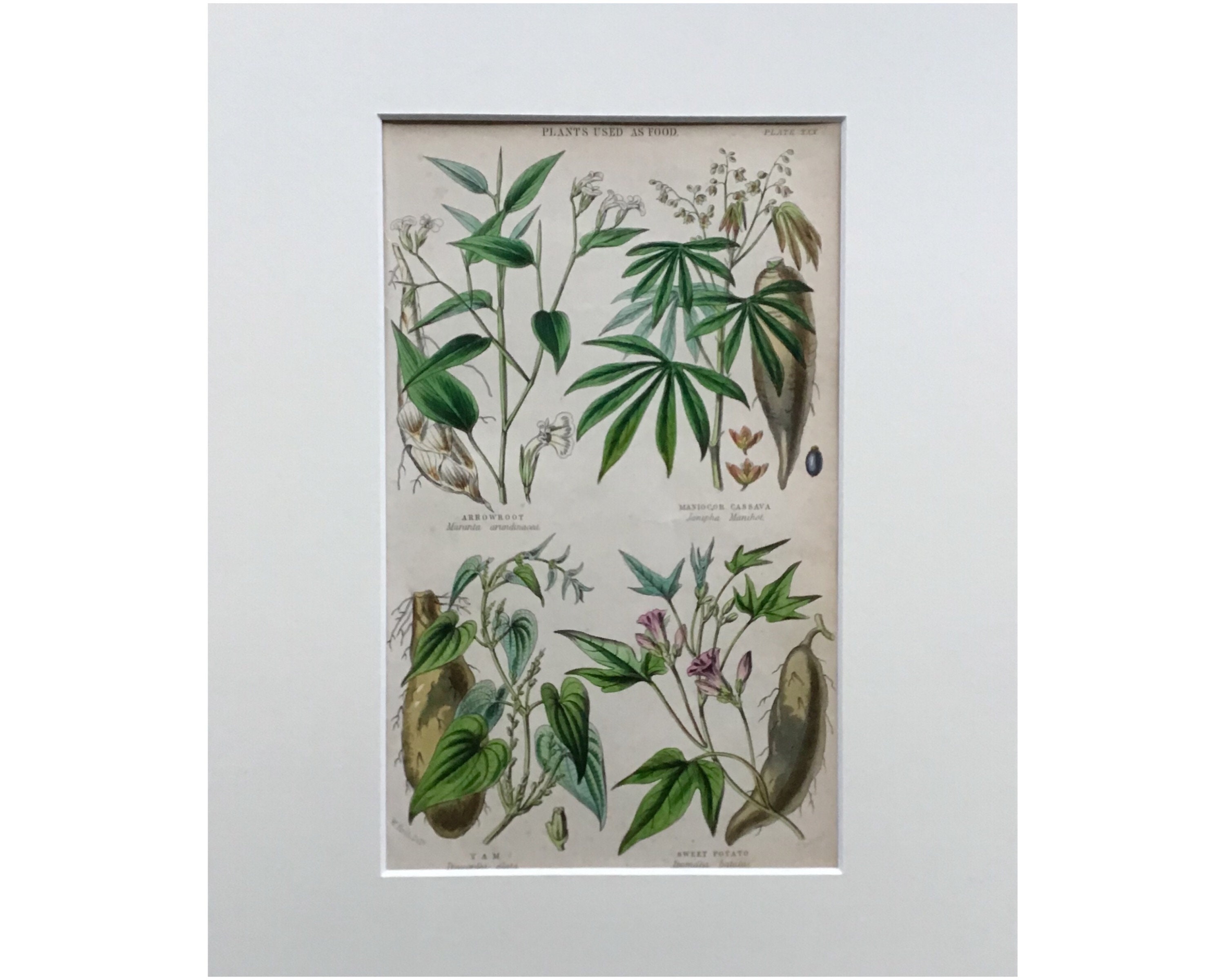 Antique Print 1866, Botanical Print, Plants Used as Food, Vegetable ...