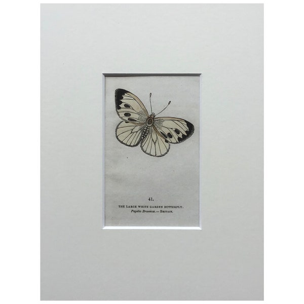 Old Butterfly Prints - Etsy