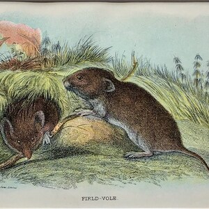 Antique Print, Old Print From 1896, Field Vole Print, Original ...