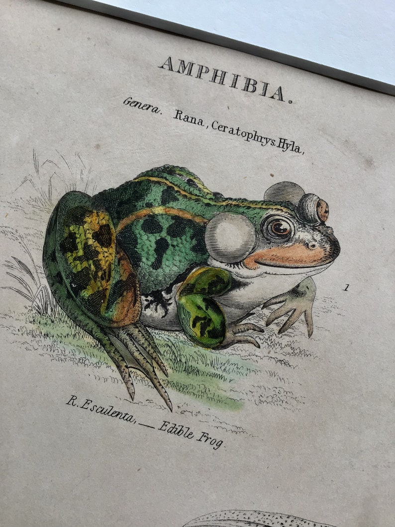 1803 Original Antique Lithograph, Antique Prints ,frog Print ...