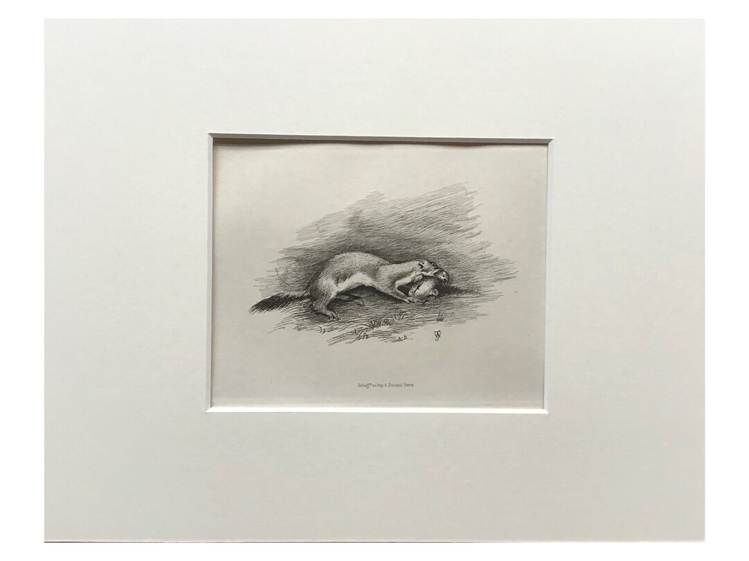 19th C Scottish Print, Stoat, Weasel, Antique Bird Sketch, Antique ...