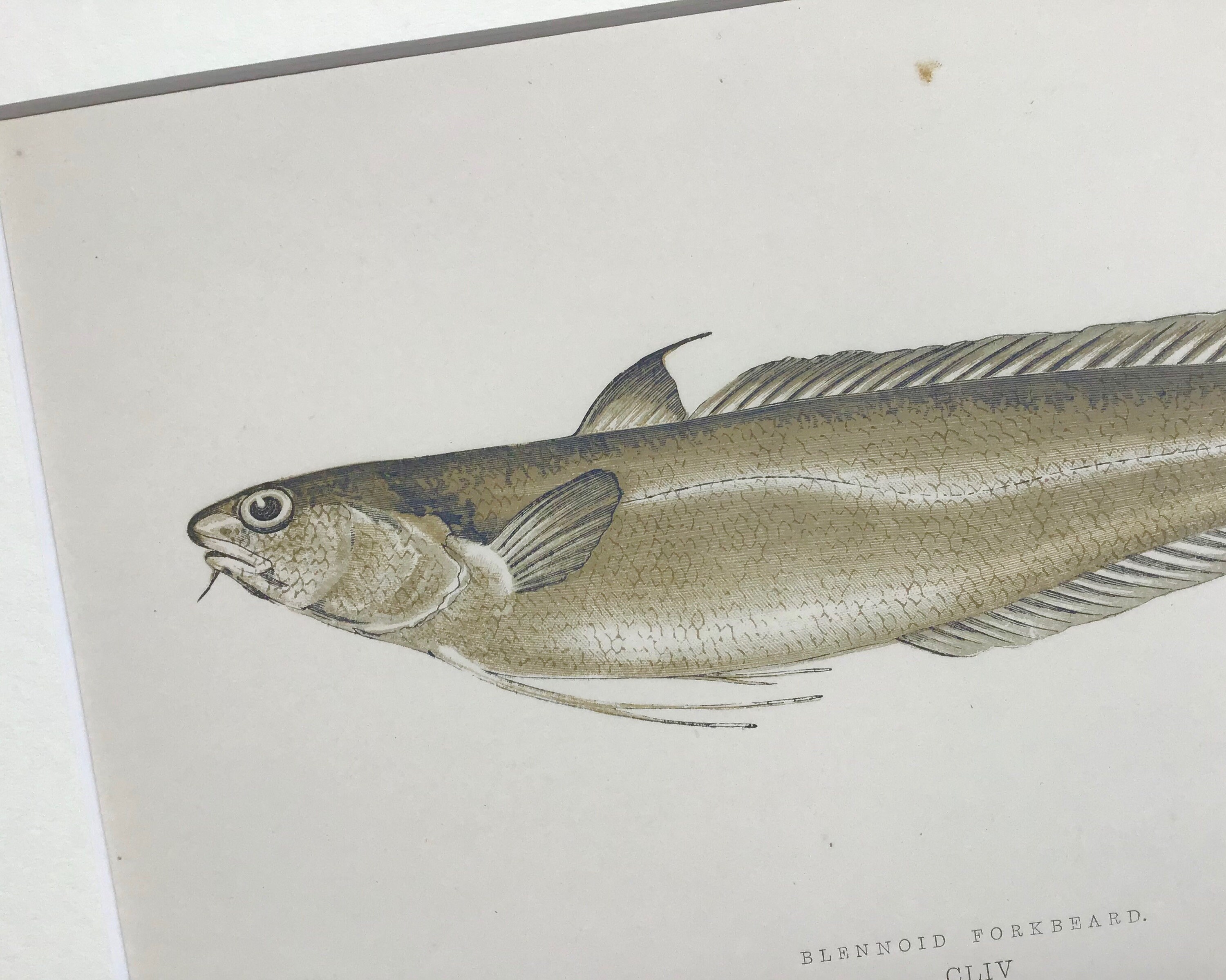 1877 Original antike Druck Fisch Original-Druck - Etsy.de