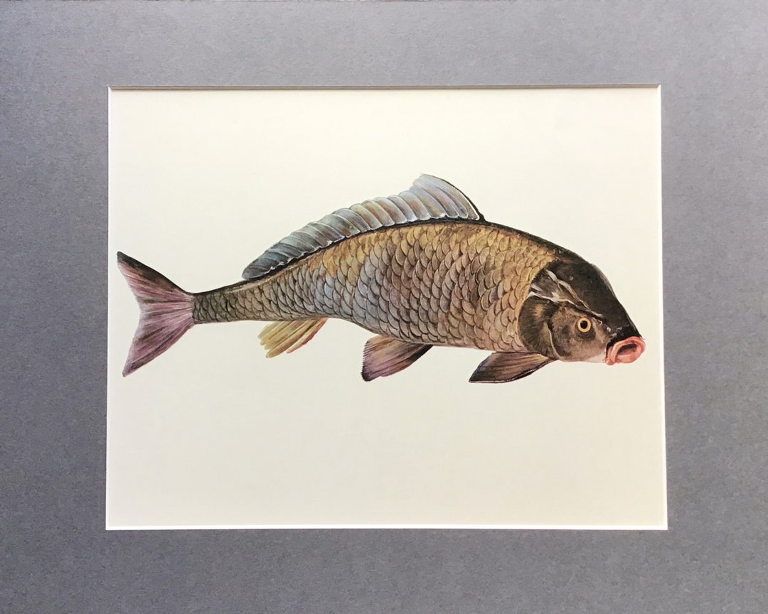 Vintage Fish Print, the Carp, Fish Print, 1960, Mounted and Ready to ...