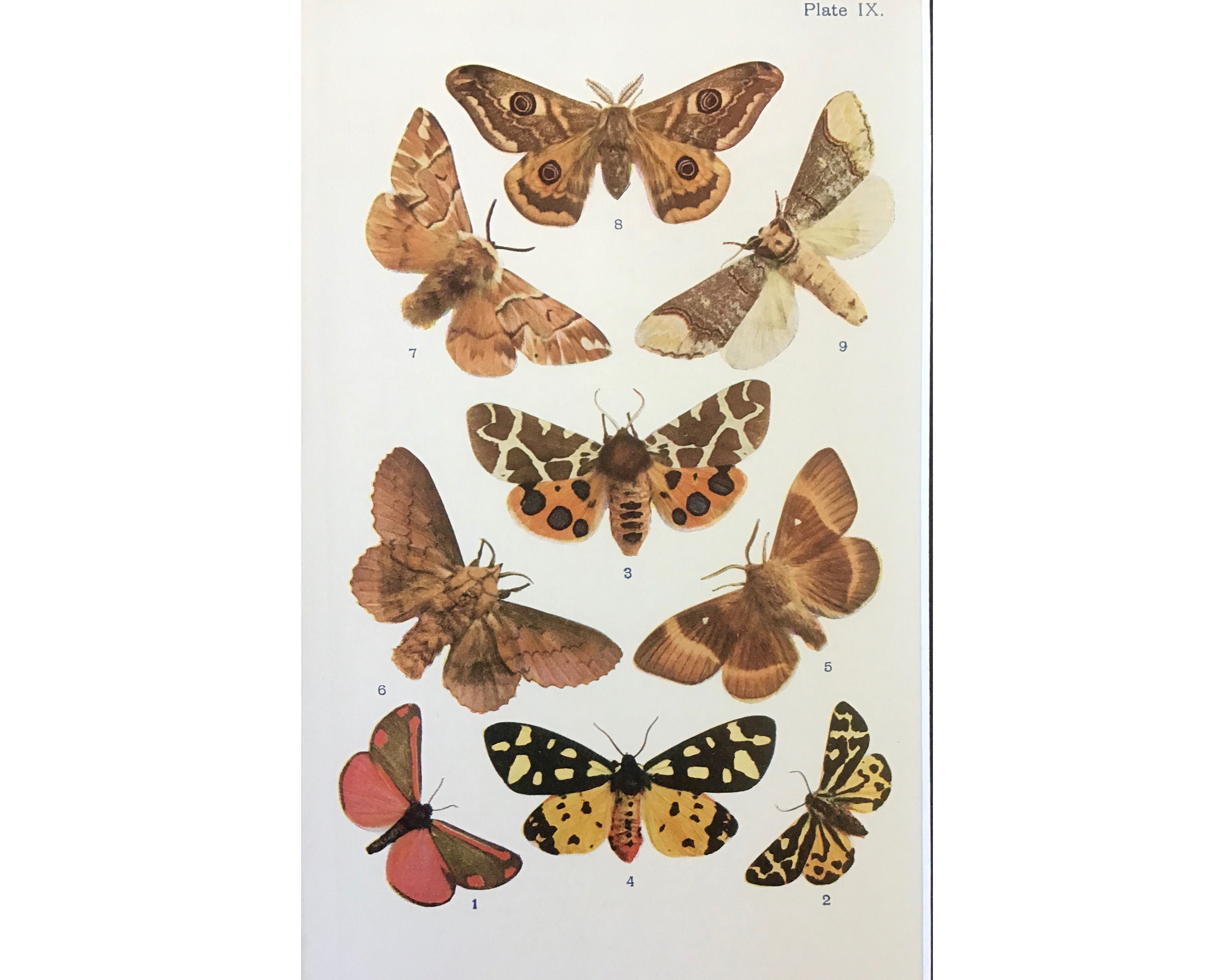 1927 Antique Print Moths Collection of Pretty Moths Old | Etsy
