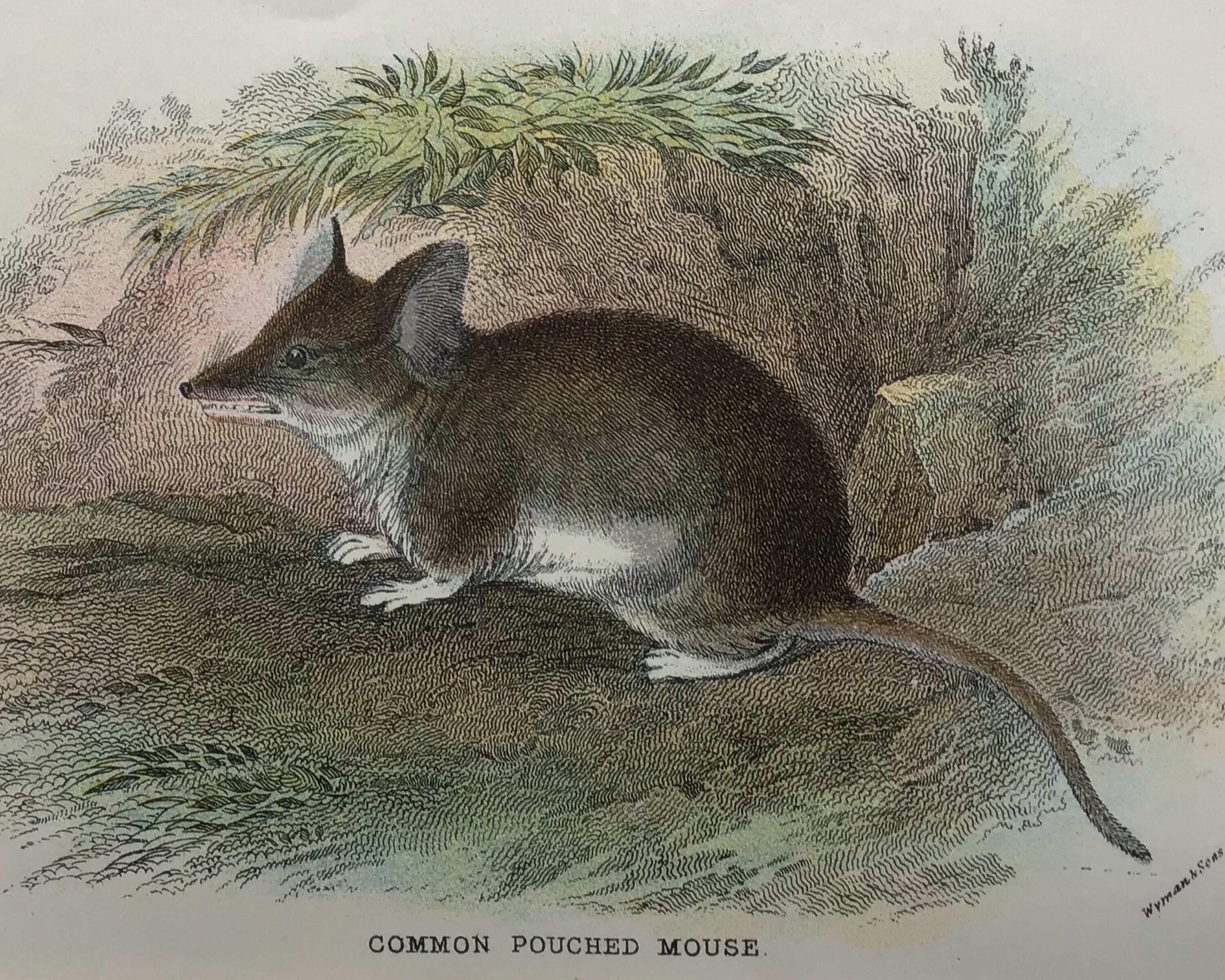 Antique Marsupial Print, the Common Pouched Mouse, Printed in 1896 ...