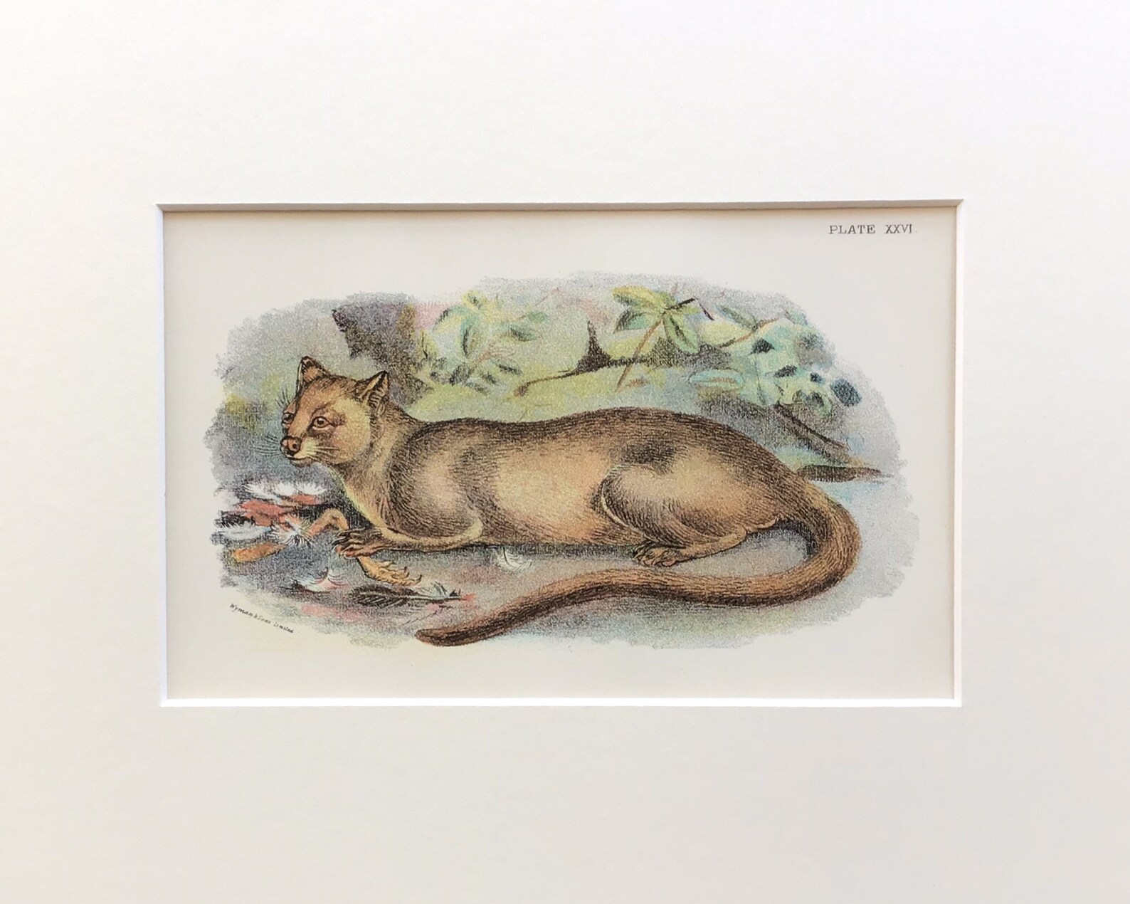 1896 Antique Print, the Fossa, Mounted Print Ready to Frame, Original ...