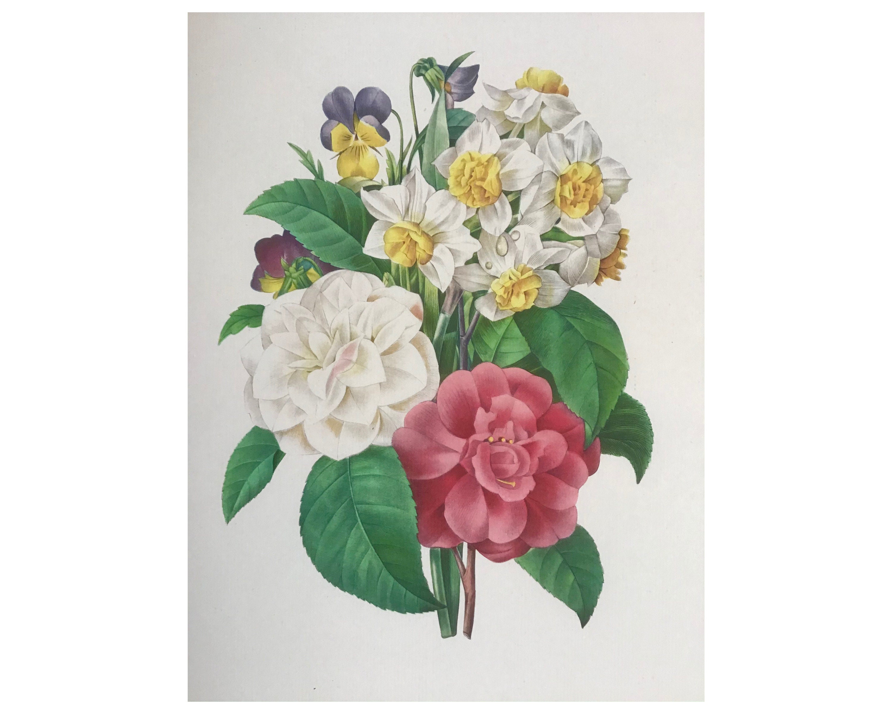 1955 Original French Print French Flower Print Redoute - Etsy