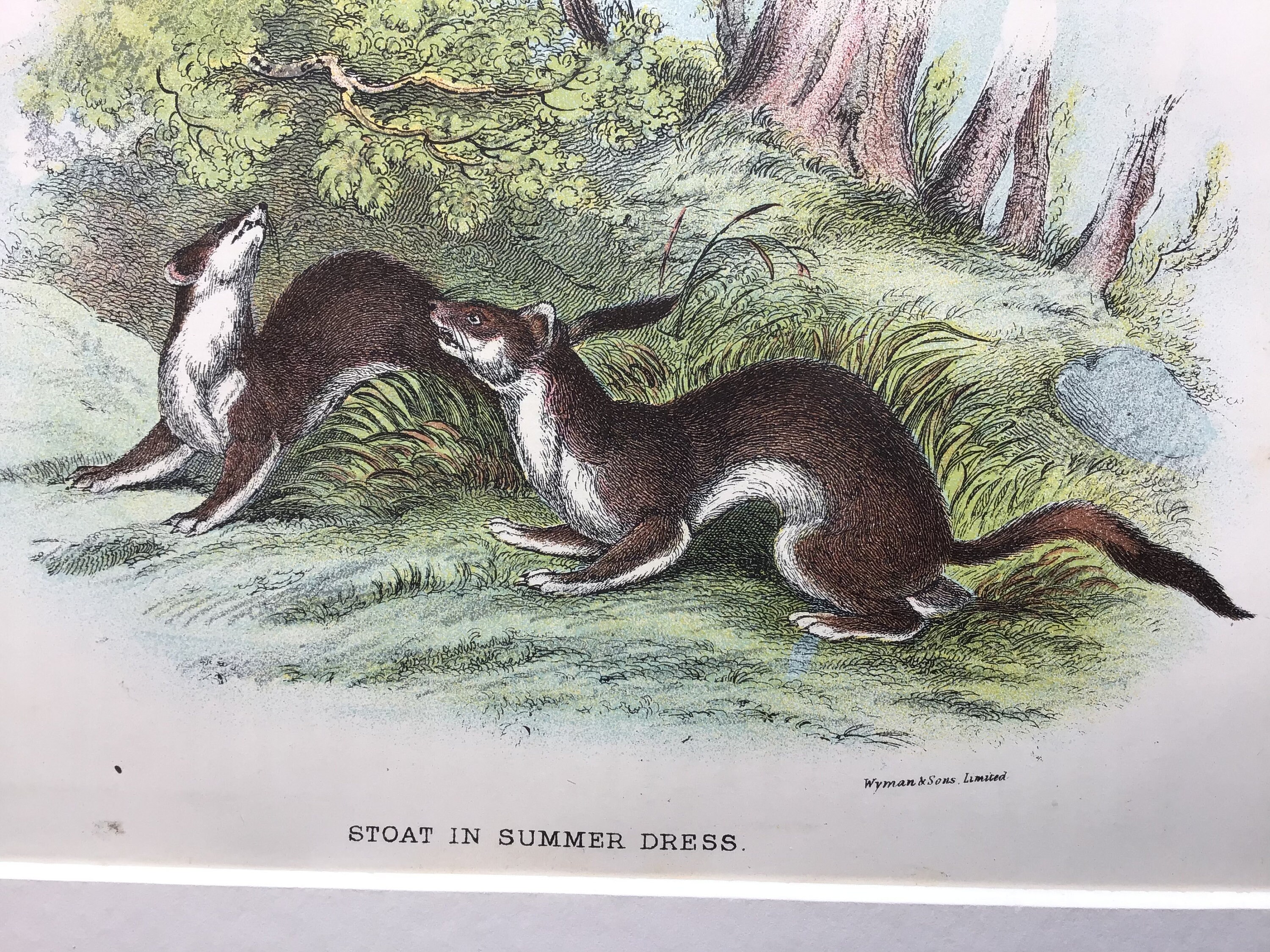 Antique Print, Stoat Print, Old Print From 1896, Original Lithograph ...