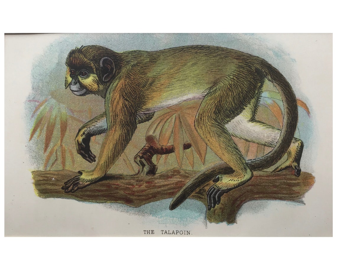 1894 Original Antique Print, the Talapoin, Old Print, Original ...
