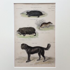 Antique Print 1803, Mammalia Print Dog Mole Hedgehog ,original Hand ...